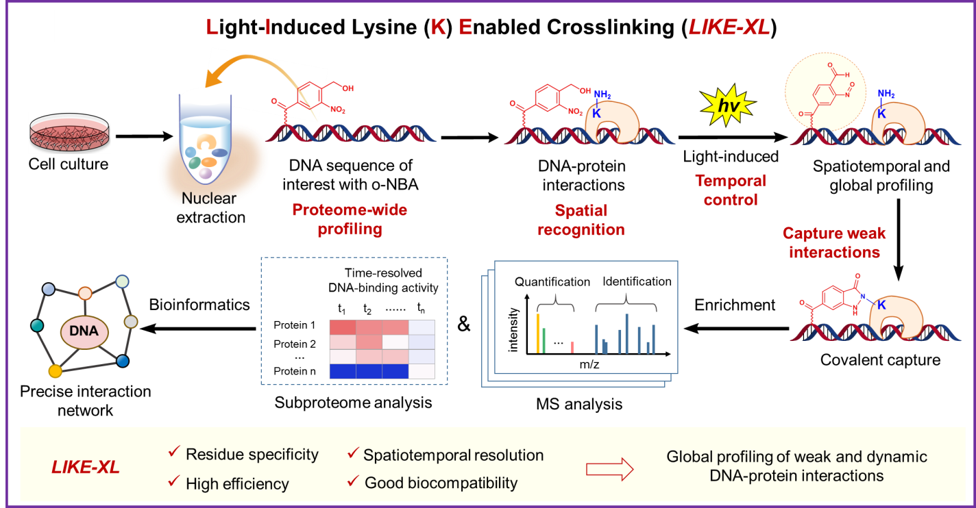 时空可分辨全局性解析蛋白质-DNA相互作用—论文—科学网