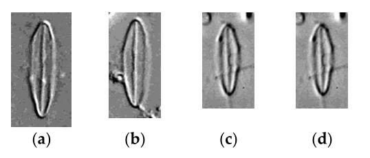 Berkeleya Transfretana sp. Nov.——北非休达的一种新型海洋硅藻 | MDPI JMSE—论文—科学网
