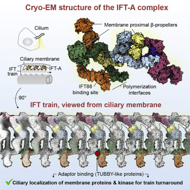 IFT-A结构揭示膜蛋白进入纤毛的载体—小柯机器人—科学网