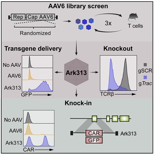 一种演化的AAV变体能够有效地对小鼠T细胞进行基因工程改造—小柯机器人—科学网