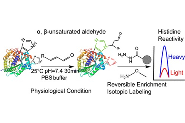 基于ACR的探针用于人类蛋白质组组氨酸反应性定量分析—小柯机器人—科学网