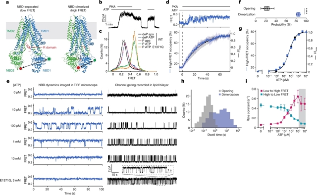 研究揭示单分子分辨率下的CFTR功能、病理学和药理学—小柯机器人—科学网