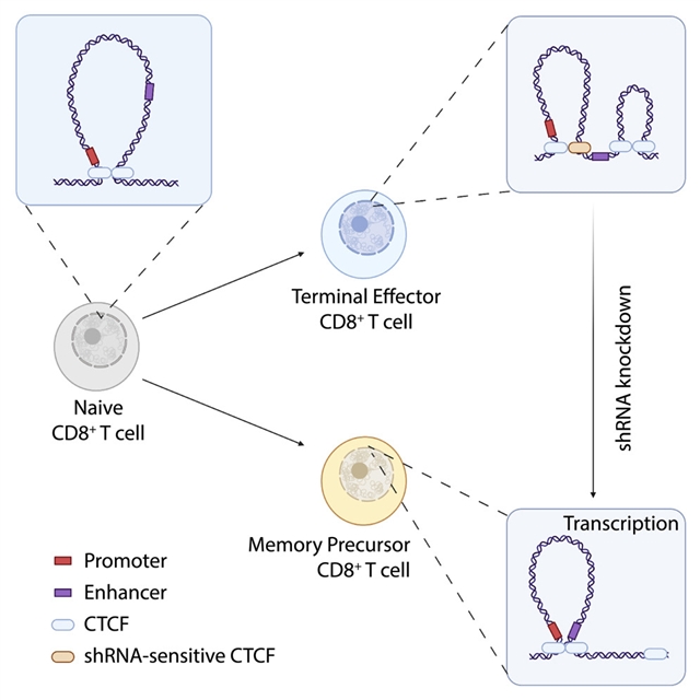 研究揭示CTCF限制记忆CD8+ T细胞形成的机制—小柯机器人—科学网