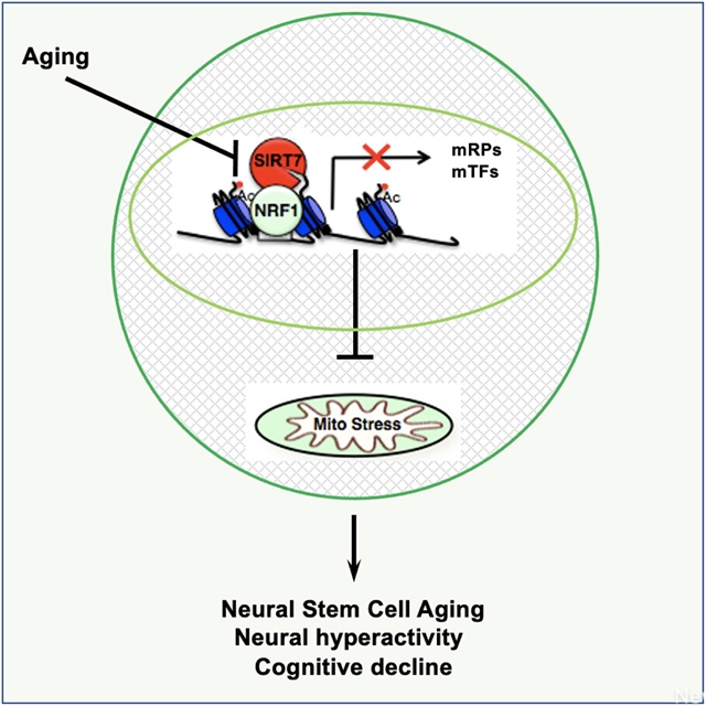 线粒体未折叠蛋白反应调节海马神经干细胞衰老—小柯机器人—科学网