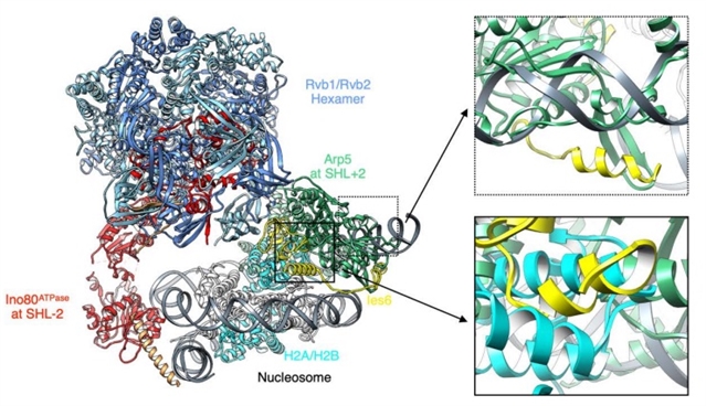 INO80在六聚体上的重新定向揭示机械多功能性的基础—小柯机器人—科学网